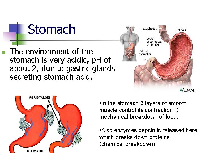 Digestive System Digestion n Three main functions n