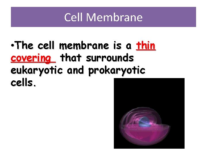 3 3 Cell Membrane The cell membrane is
