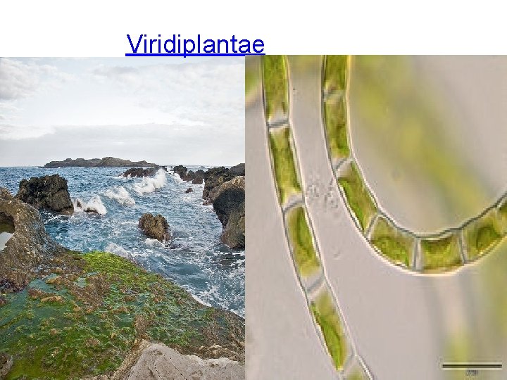 GOOD MORNING STUDENTSS BIO GEOGRAPHY TOPIC EVOLUTIONARY HISTORY