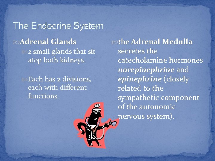 Endocrine Metabolic System Chapter 10 Pathology The Endocrine