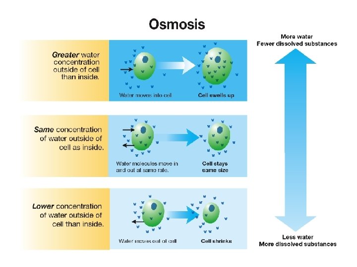 Chapter Six Cell Processes 6 1 The Structure