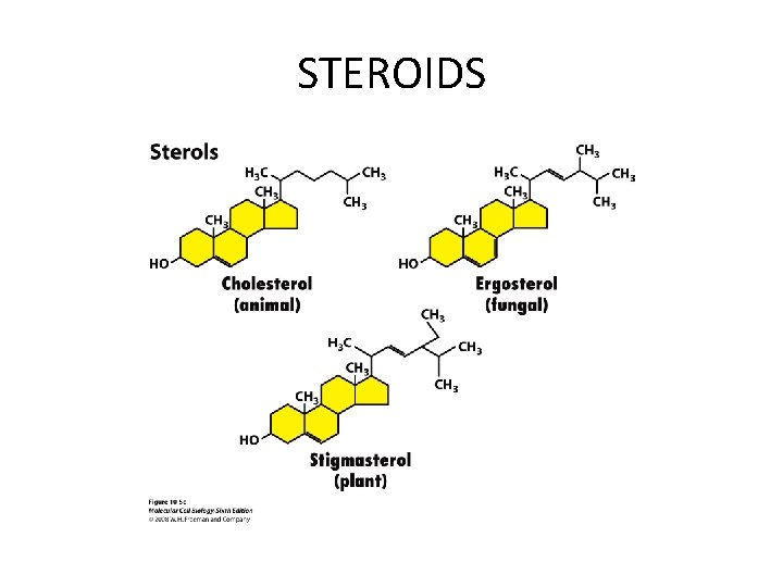 MEMBRANE STRUCTURE LECTURE 4 CHAPTER 10 LIPID CLASSIFICATION