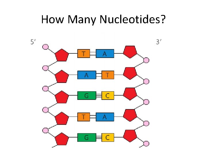 Chapter 12 DNA 12 2 12 3 Vocabulary