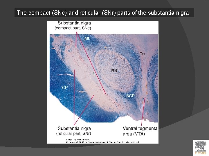 Basal Ganglia Principles of neural sciences 5 th