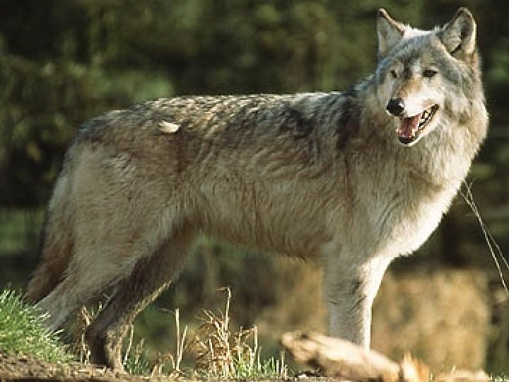 Artificial Selection Breeding for a purpose Dogs bred