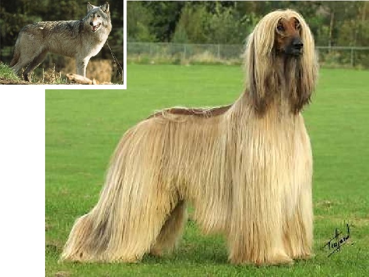 Artificial Selection Breeding for a purpose Dogs bred