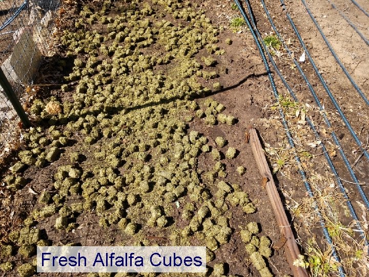 Vegetable Gardening for Master Gardeners Jeff Schalau Agent