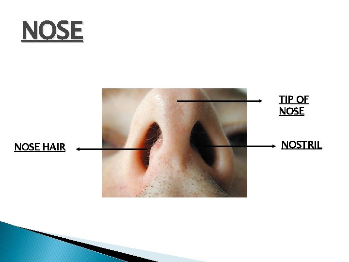 HUMAN BODY By Wahyu Adri Wirawati MA Institute