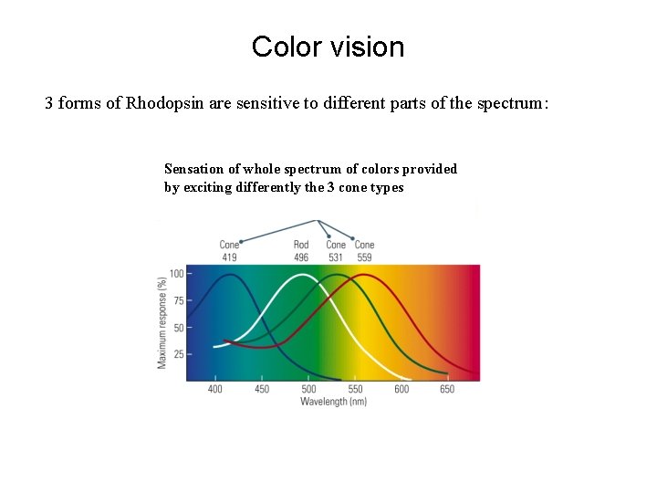 Color vision 3 forms of Rhodopsin are sensitive