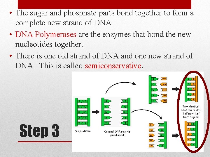 DNA Deoxyribonucleic acid DNA comes from chromosomes Base