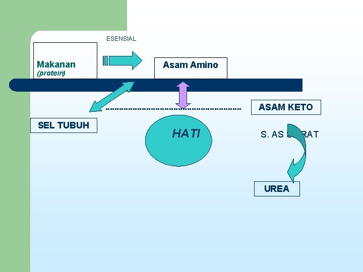 METABOLISME PROTEIN ASAM AMINO STRUCTUR ASAM AMINO Nonionized