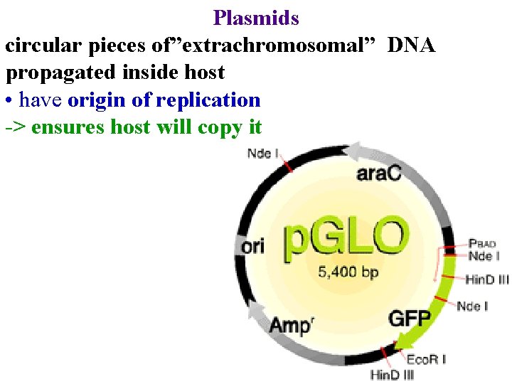 Plasmids circular pieces ofextrachromosomal DNA propagated inside host