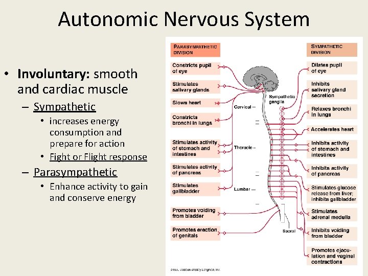Nervous System Sensory Mechanisms and Motor Mechanisms CVHS
