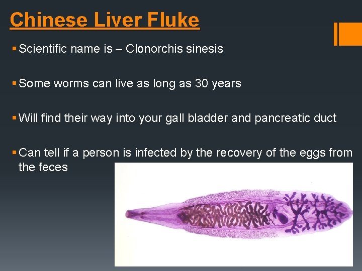 Parasites Giant Intestinal Fluke Chinese Liver Fluke Sheep