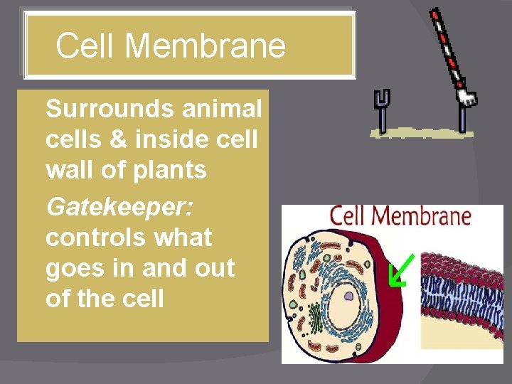 Characteristics of living things In order to be