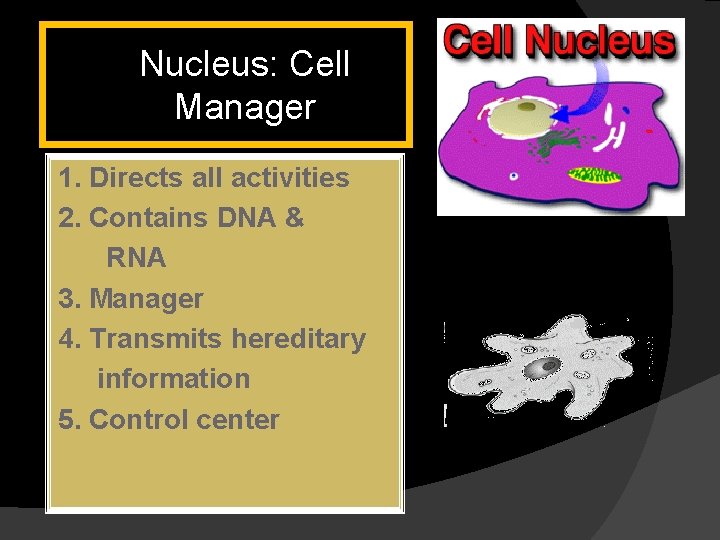 Characteristics of living things In order to be
