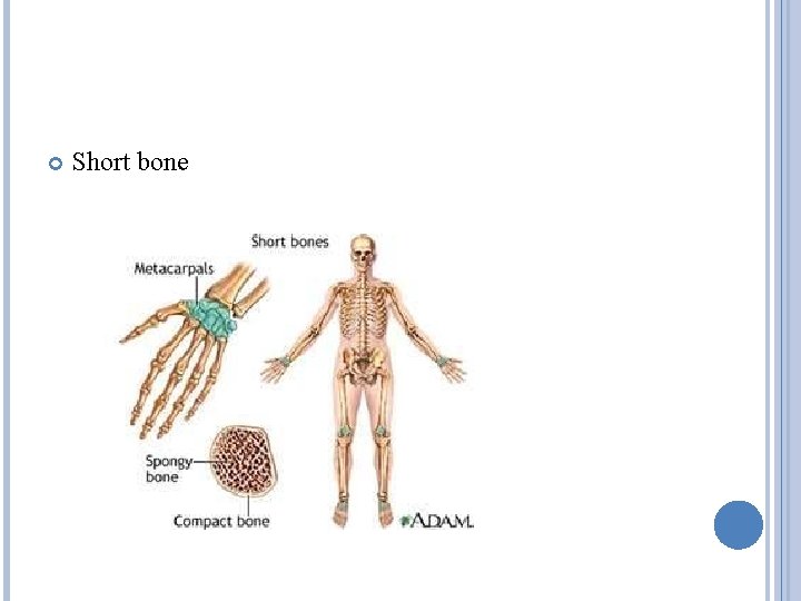 CHAPTER 15 Skeletal Muscular and Nervous System CHAPTER