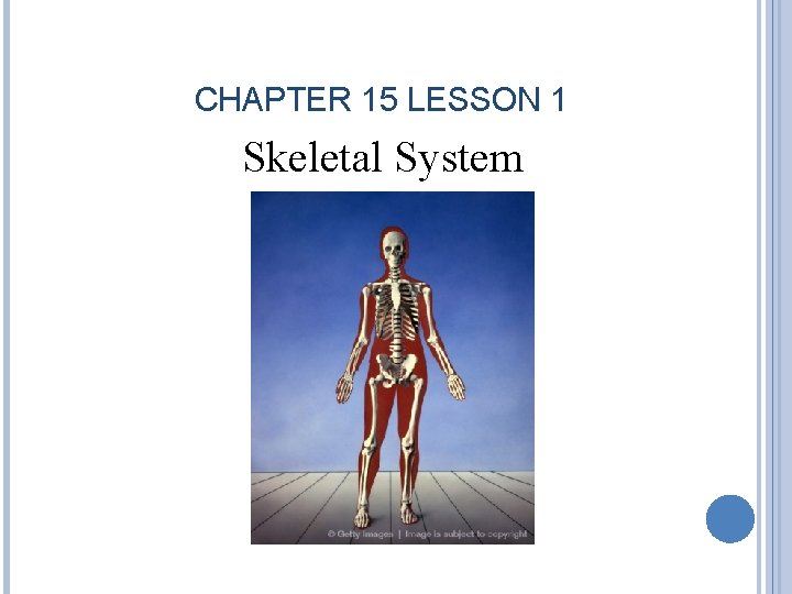 CHAPTER 15 Skeletal Muscular and Nervous System CHAPTER