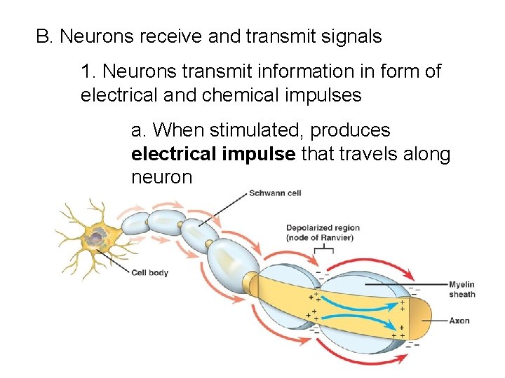 Body Regulation Nervous and Endocrine Systems UNIT 6