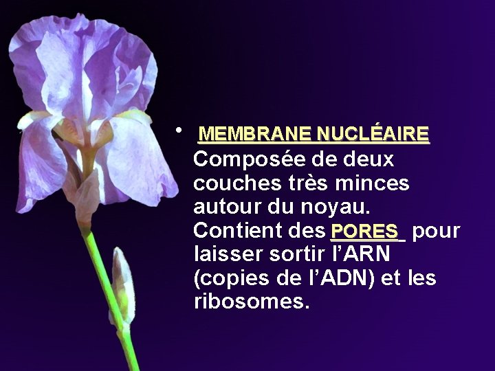 Les parties de la cellule et leurs fonctions