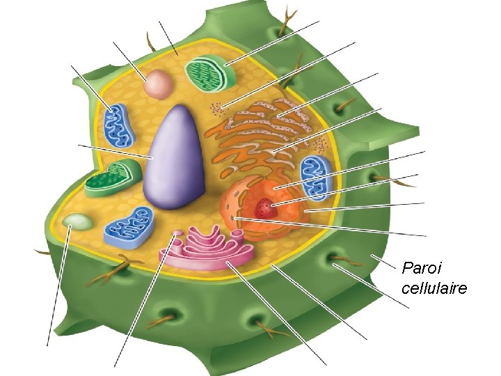 Les parties de la cellule et leurs fonctions