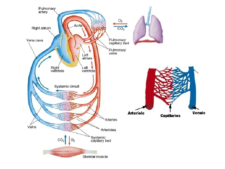 Cardiovascular System The Cardiovascular System A closed system