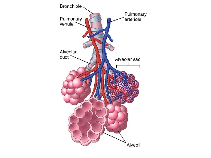 Slide 12 20 of 33 TRACHEA Structure Figure