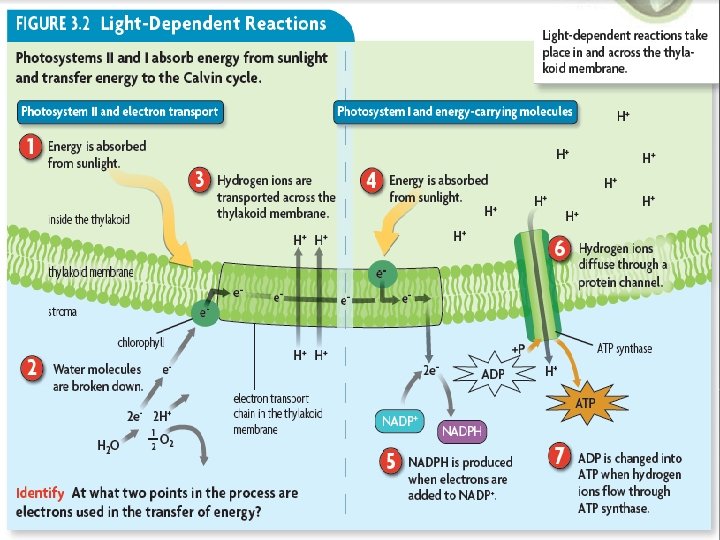 Cells and Energy Chp 4 Long photosynthesis song