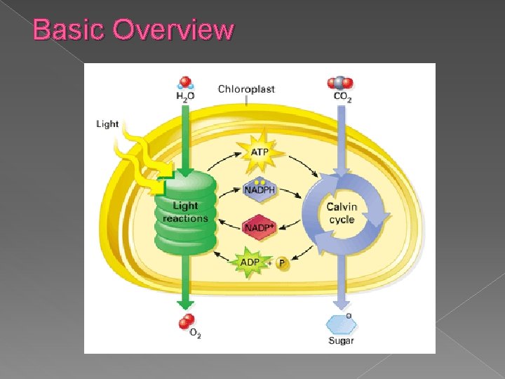 Cells and Energy Chp 4 Long photosynthesis song