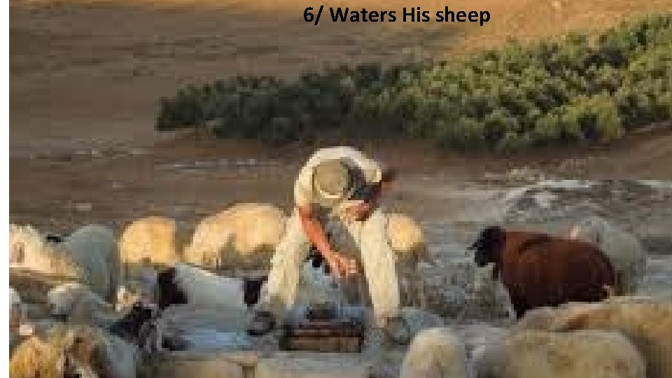 The Good Shepherd Prominent shepherds Abel The Good