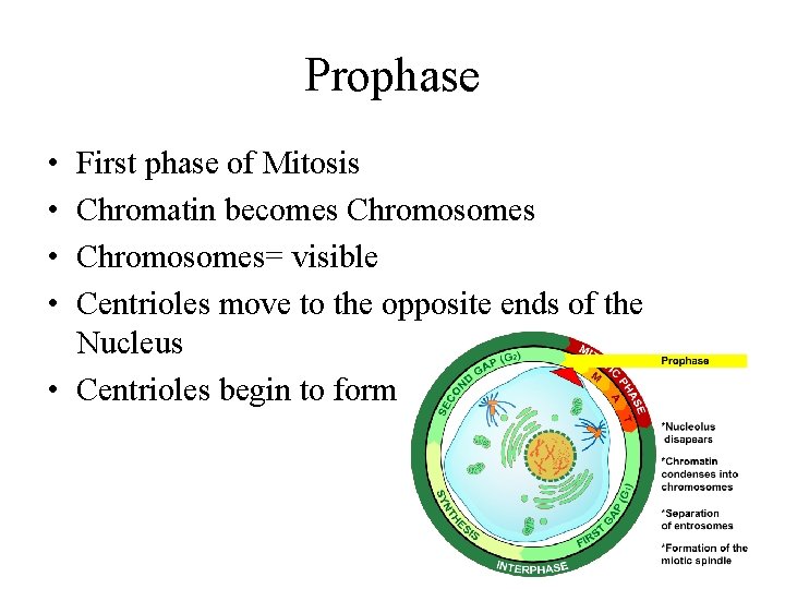 Vocabulary Vocabulary Mitosis a type of cell division