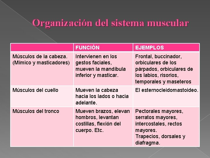 Sistema muscular FUNCIONES Los msculos estn constituidos por