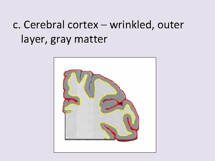 Central Nervous System CNS Brain and Spinal Cord