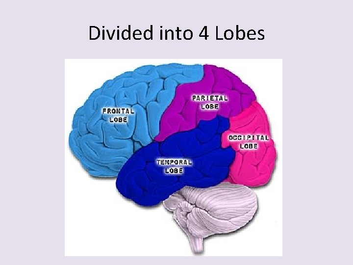 Central Nervous System CNS Brain and Spinal Cord