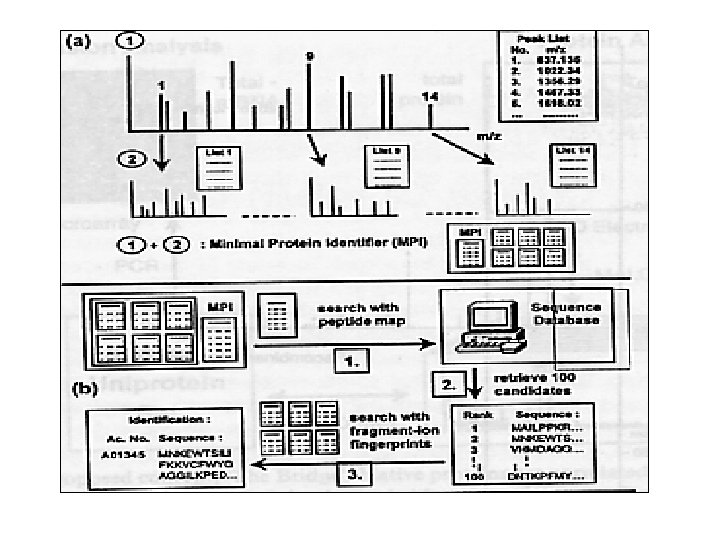 MSbased methods for protein identification phosphorylation site analysis