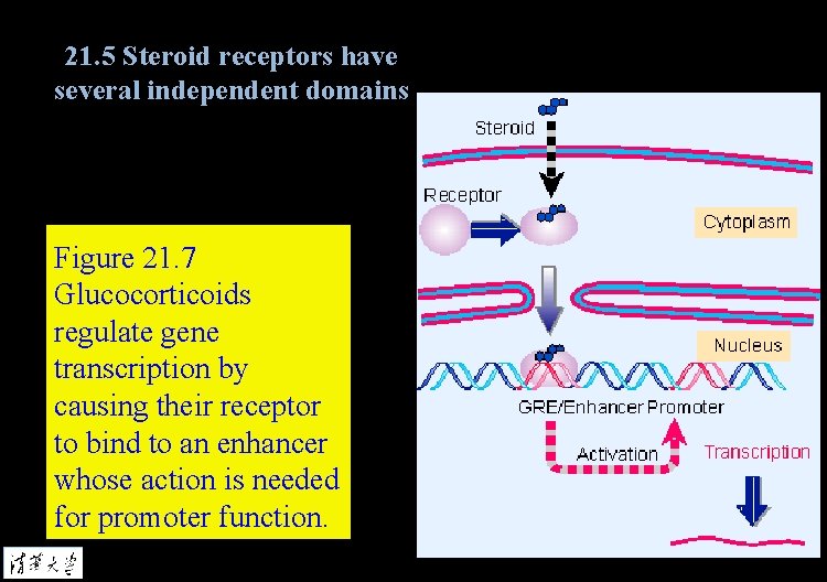 Chapter 21 Regulation of Transcription 21 1 Introduction