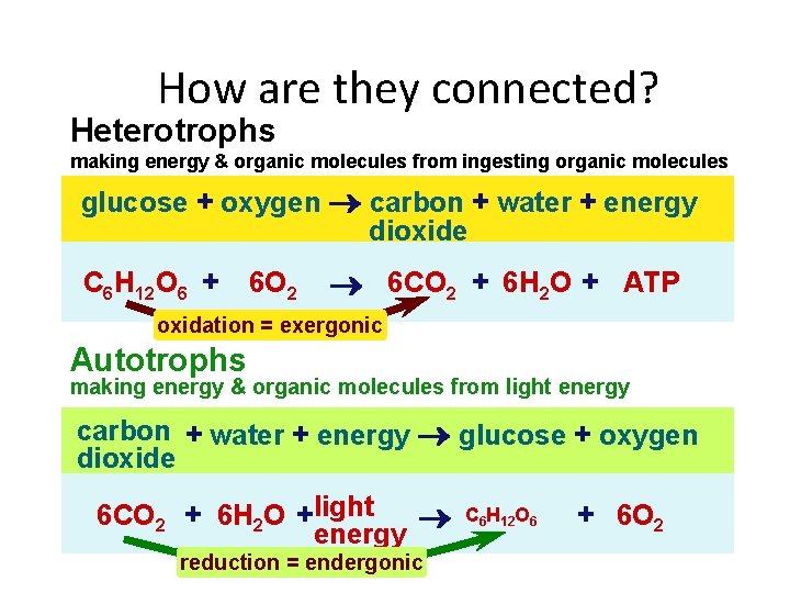 Chapter 10 Photosynthesis Photosynthesis in nature producers ...