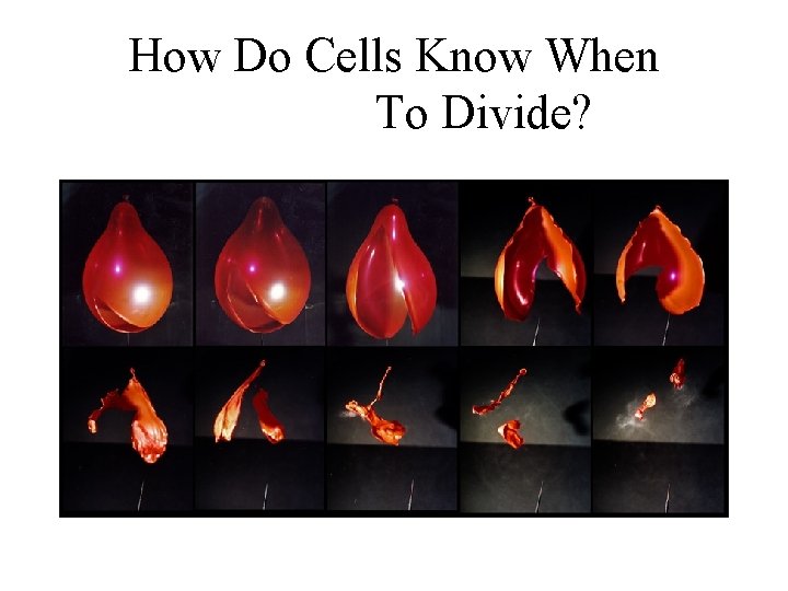 How Do Cells Know When To Divide How