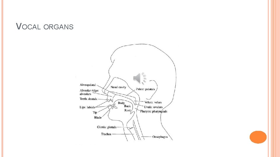 IN THE NAME OF GOD PHONETICS by ARMAN