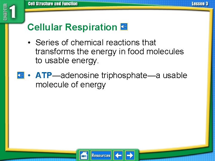 1 3 Cells and Energy cellular respiration ATP