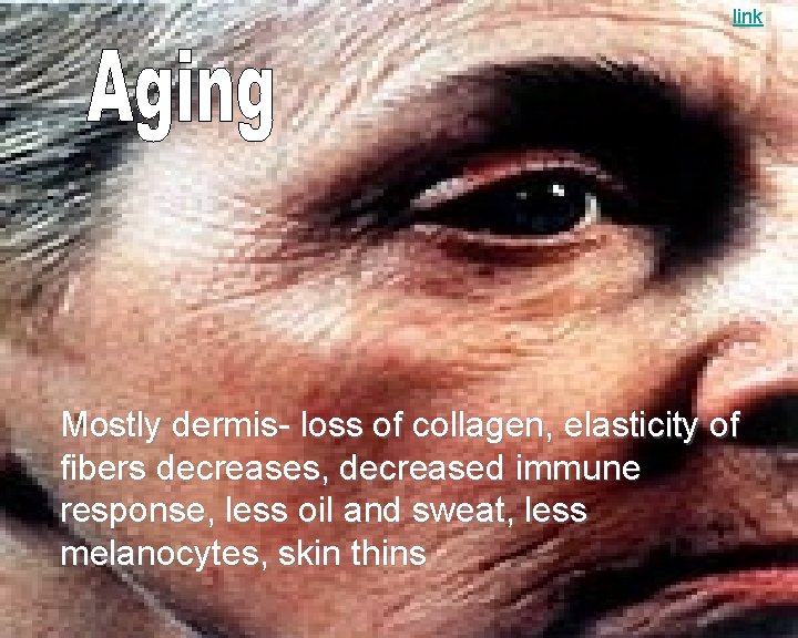 Skin Body Membranes Chapter 4 Classification of Body