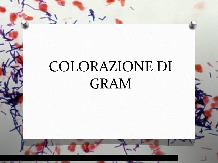 COLORAZIONE DI GRAM COS LA COLORAZIONE DI GRAM