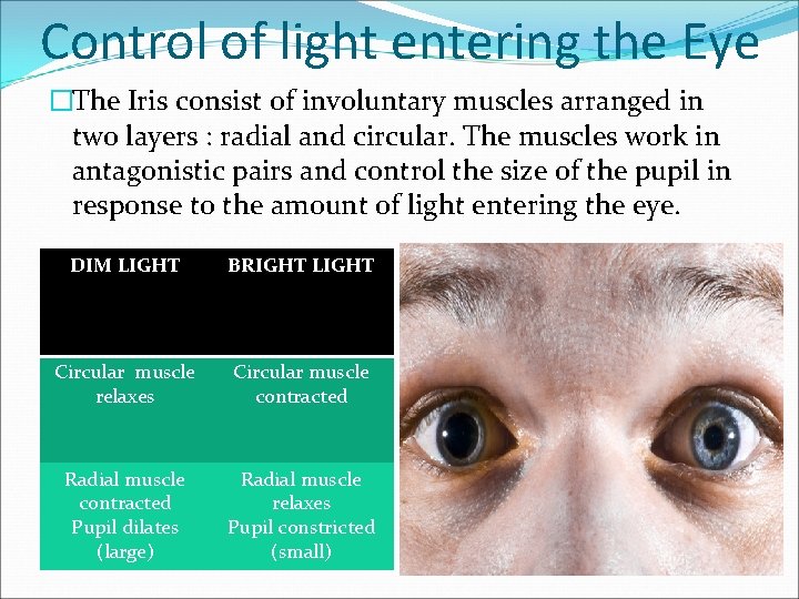 THE EYE The eye is the receptor organ