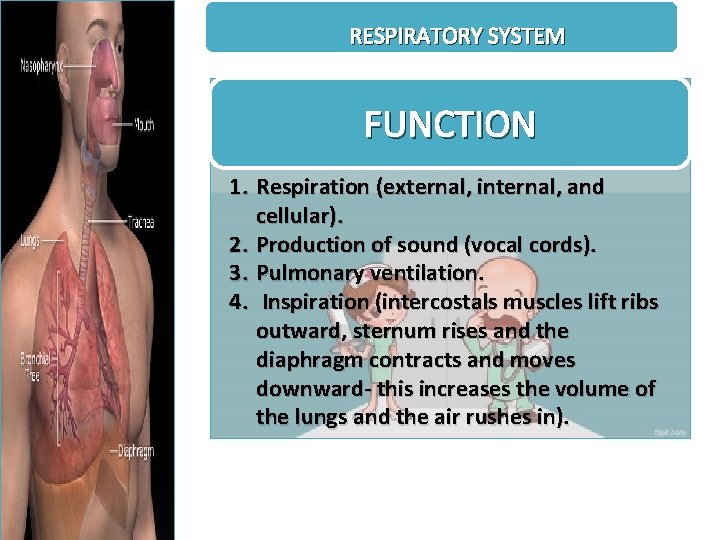 RESPIRATORY SYSTEM FUNCTION 1 Respiration external internal and