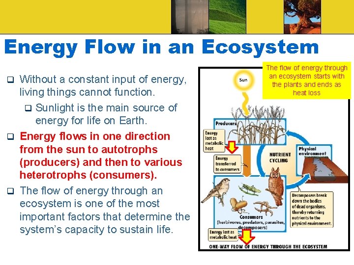 Energy Flow in Ecosystems What is a food
