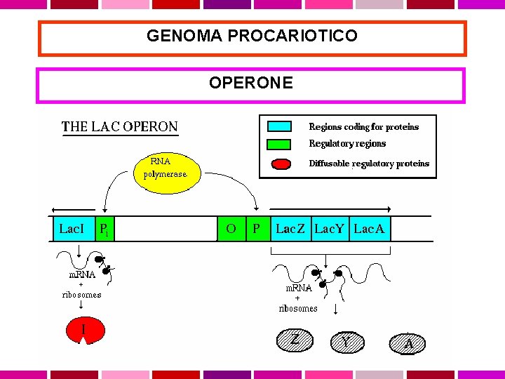 CORSO DI BIOLOGIA Programma 1 2 3 Nozioni