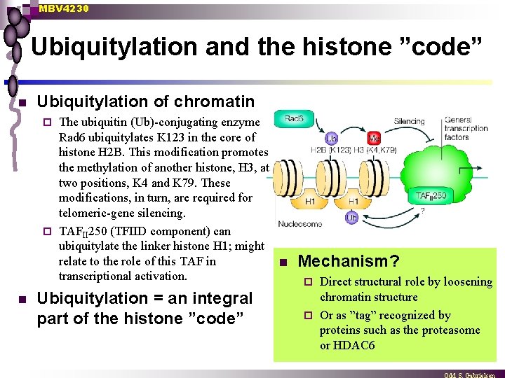 How ubiquitin and SUMOs control trx MBV 4230