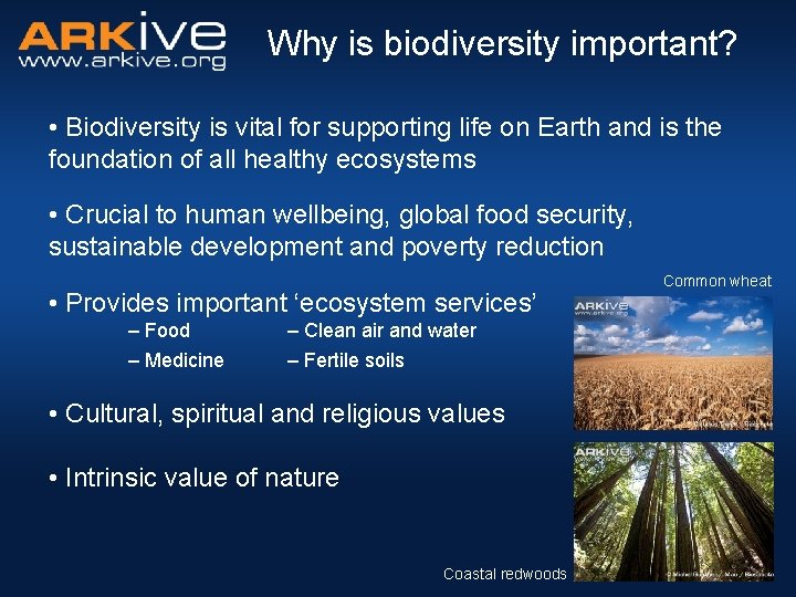 Biodiversity and Evolution What is biodiversity Biological diversity