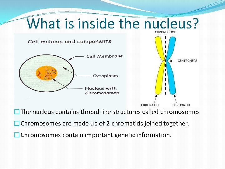 S 3 Biology What is cell division Recap
