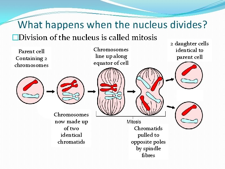 S 3 Biology What is cell division Recap